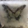 OVERSTOCK: Spread Penthicodes Pulchella, Lanternflies 2-pack - Etsy