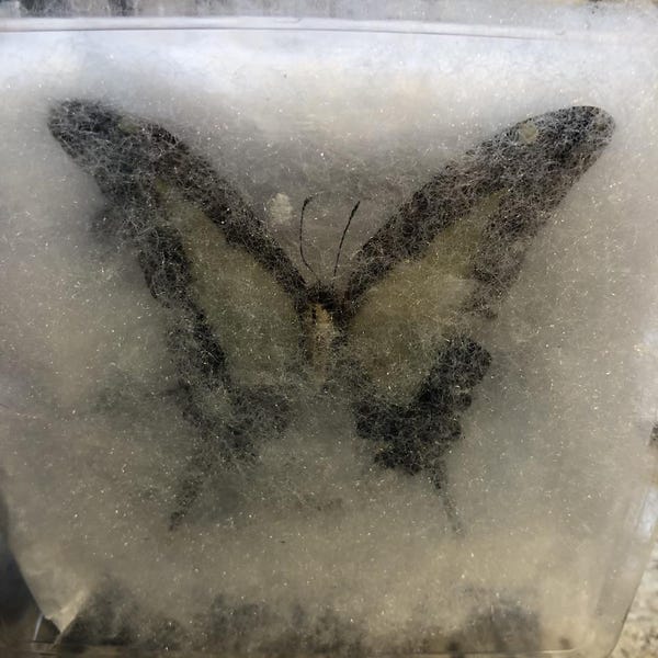 OVERSTOCK: Spread Penthicodes Pulchella, Lanternflies 2-pack - Etsy