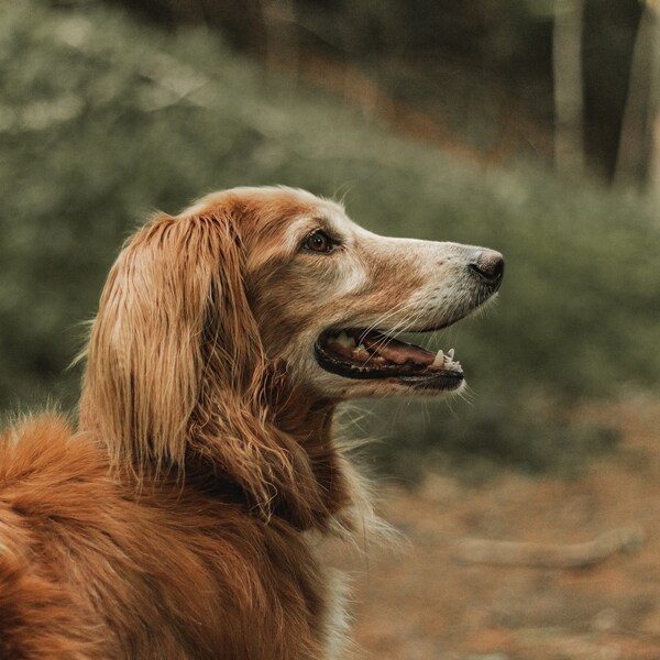 Tree Hugger (desktop and Mobile Lightroom Single Preset for Instagram ...