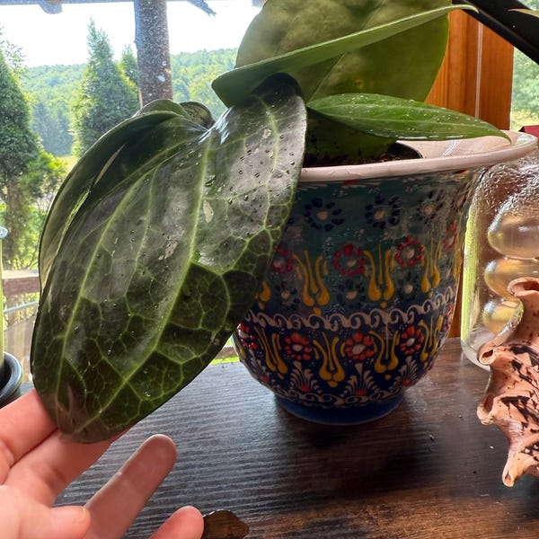 Hoya Panchoi in 4”pot - Rare Hoya - Wax Plant - Exact Plant - Beautiful ...