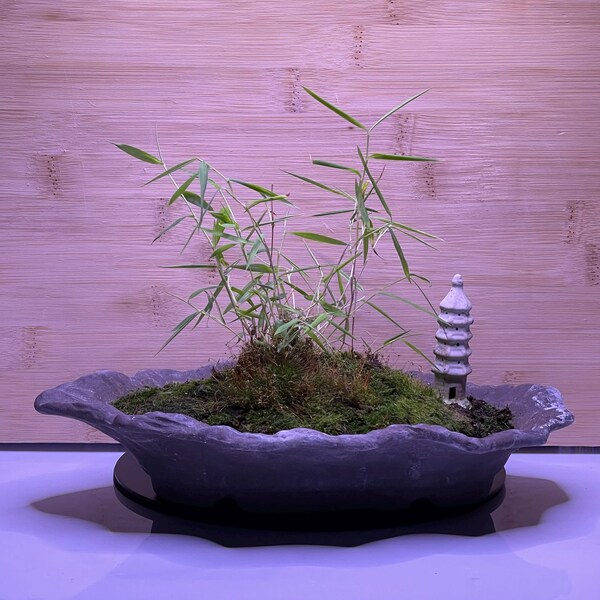 Dwarf Bamboo Species Pygmy Live Plant - Etsy