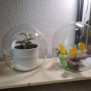 Plant Terrarium Kit Palm 3 Terrarium Plants Closed Terrarium Plants Do ...