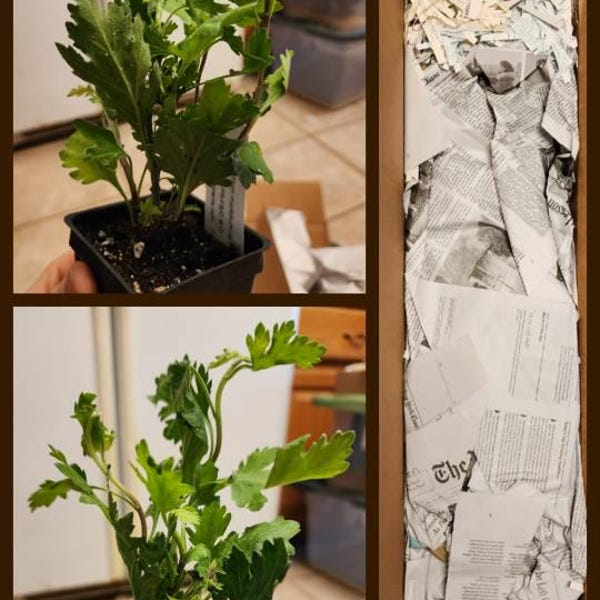 Chrysanthemum Morifolium JU HUA Plant in 2.5" Pot Tea Chrysanthemum ...