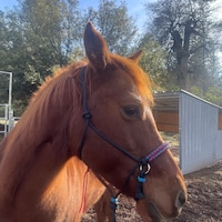 Soft Rope Halter Bitless Bridle Hackamore Diamond Paracord Overlay With ...