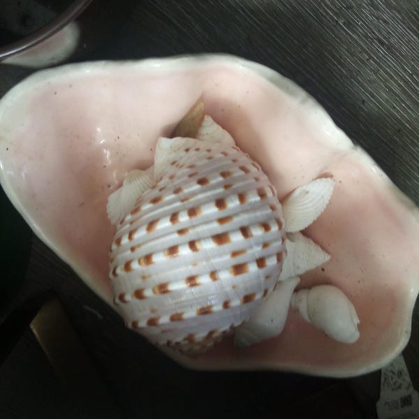 Rare 12-15 Cm Natural Large Conch Shells | Natural Water Conch Shells ...