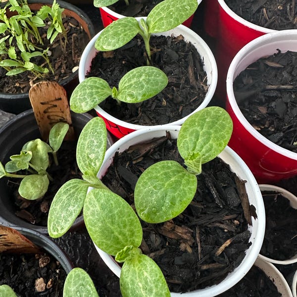 Calendula Officinalis, Fancy Mix Heirloom Seeds, Flower Seeds - Etsy