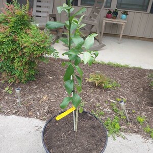 Thornless Mexican Key Lime Tree 26-30 Tall Gallon - Etsy