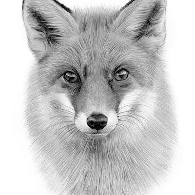 Digital Download Pencil Drawing of a Red Fox Artwork by UK Artist Gary ...