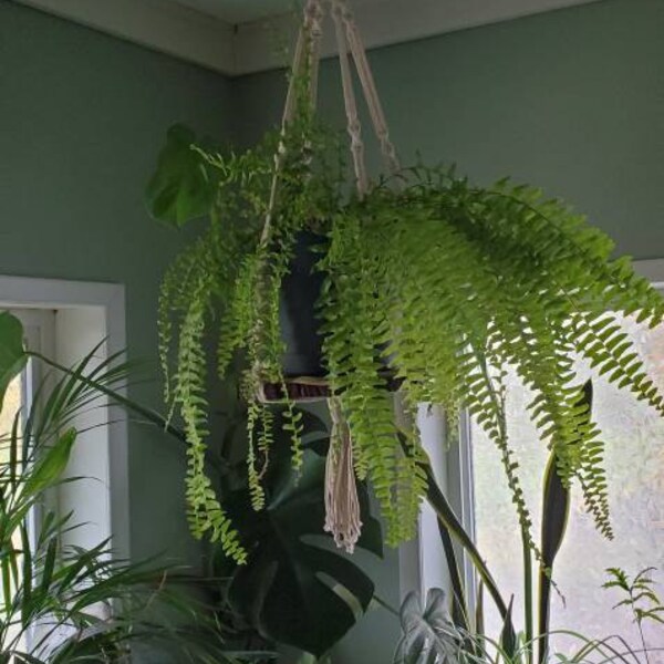 Dragonfly Air Plant Pod Hanger - Etsy