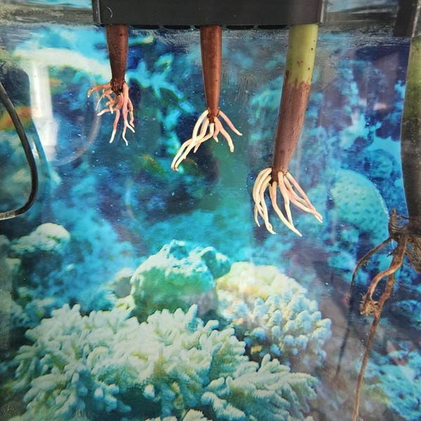 7 LIVE Red Mangrove Propagule Plants, Aquarium Plants Mangrove Trees ...