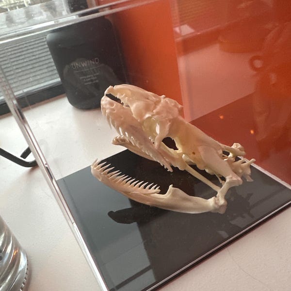 Real Frogfish Skeleton, Anglerfish, Antennariidae, Fish Taxidermy ...