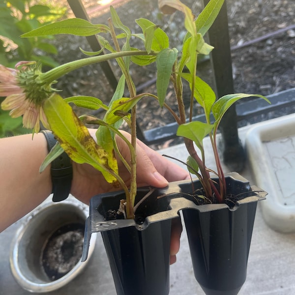 Teucrium Chamaedrys Germander Live Plant in 3 1/4" Pot - Etsy