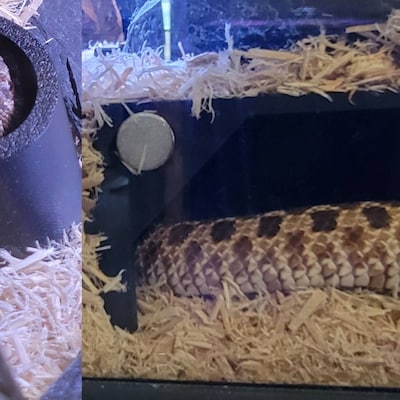 XL Hoggy Hide. Burrow Hide. Snake Hide for Western Hognose, Colubrids ...