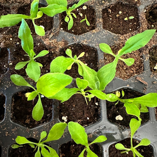 100 Seashells Mix Strawflower Flower Seeds - Etsy