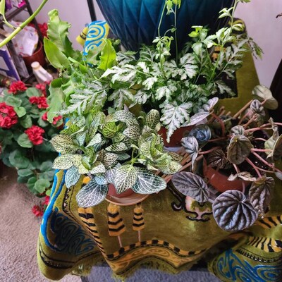 Houseplant Variety Pack 4 Plants 4 Potseasy Care assorted Tropical ...
