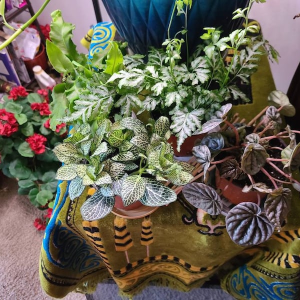 Houseplant Variety Pack (4 Plants) (4" Pots)*easy Care *assorted ...