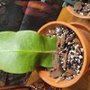 Epiphyllum Medora,one Live Plant in Pot ,hard to Find. - Etsy Canada