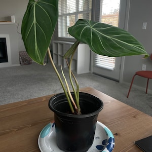 Philodendron Gloriosum Dark Form SMALL SIZE Growers Choice Free ...