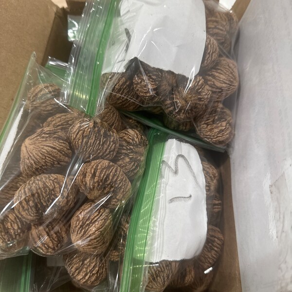 Black Walnut Shell Halves - Perfect for Crafts or Jewelry - Etsy