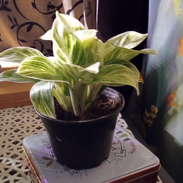 Ribbon Fern Large | Fully Rooted Fern Plant Live | Ribbon Fern Starter ...