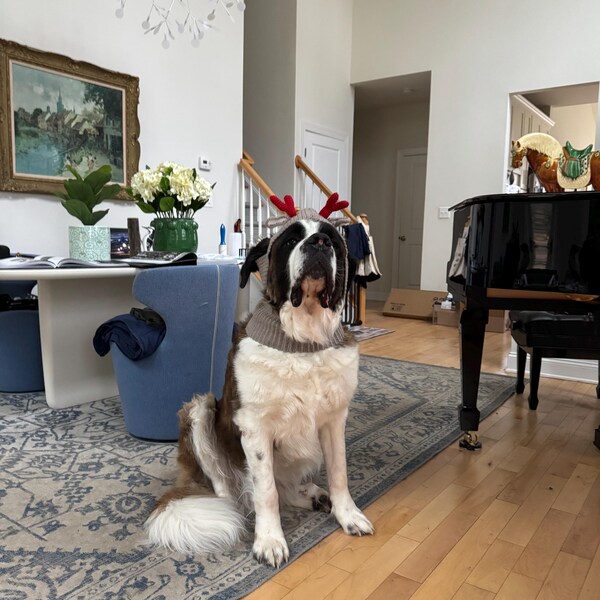 Yellow Tulip Hat for Dog With Earholes Bell Flower Pet Hat Halloween ...