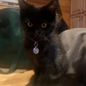 Cat Tag, Cat ID Tag, Small Pet Tag, Cat Name Tag, Microchipped Tag ...