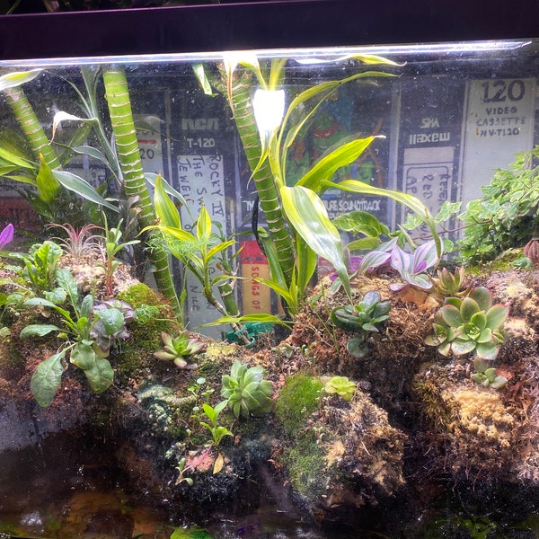 Star Moss Syntrichia Princeps | Live Moss With Sporophytes | Terrarium ...