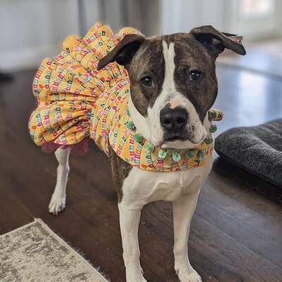 Isabella Dog Dress 4X Sewing Pattern PDF, Big Dog Clothes Pattern ...