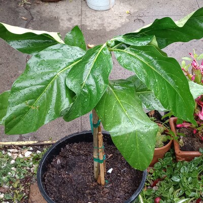 Hawaiian Organic Noni Tree 1ft & Up - Etsy