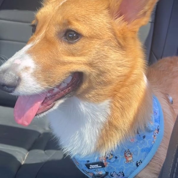 Bluey Bingo Muffin Coco Snickers Rusty Keychain - Etsy