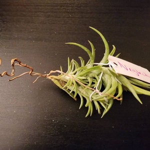 Neglecta Mini Air Plants Tillandsia, Air Plant, Indoor Plant, House ...