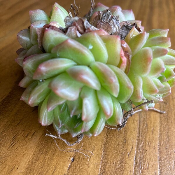Echeveria 'red Coral' , Rare Live Succulent - Etsy