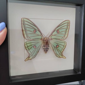 Real Atlas Moth Shadow Box Frame, Framed Attacus Atlas, Moth Taxidermy ...