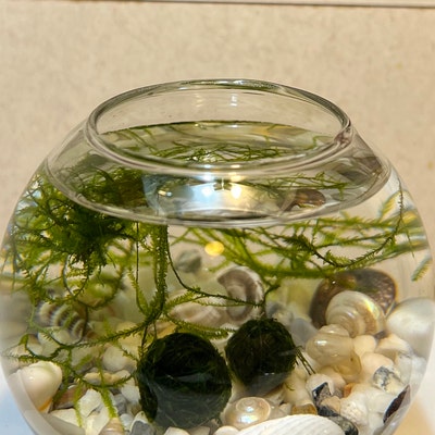 Small Zen Nano Java Moss Ball Terrarium DIY Craft Kit for Office Desk ...