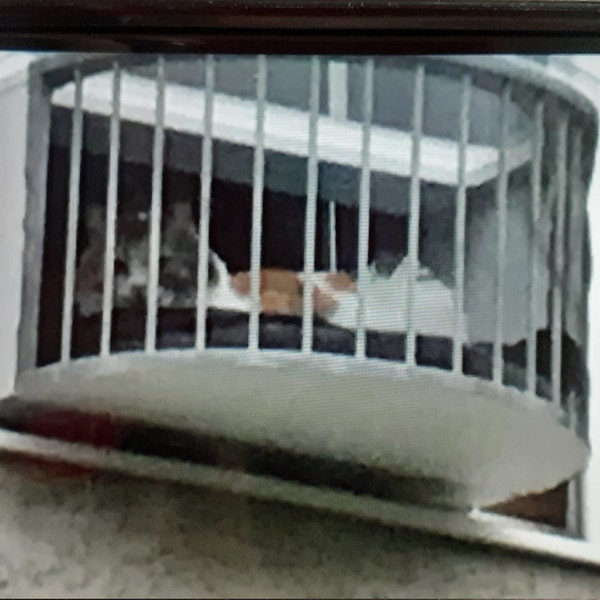 Cat Solarium Conservatory Package the Ultimate Cat Window Box. Cat ...