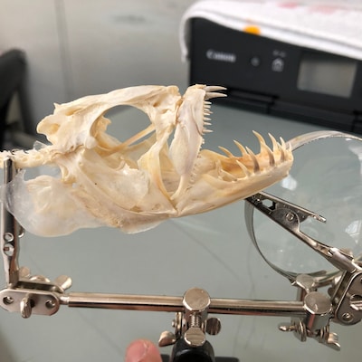 Snakehead Fish Skeleton,real Fish Head Skull,fish Skeleton,museum ...