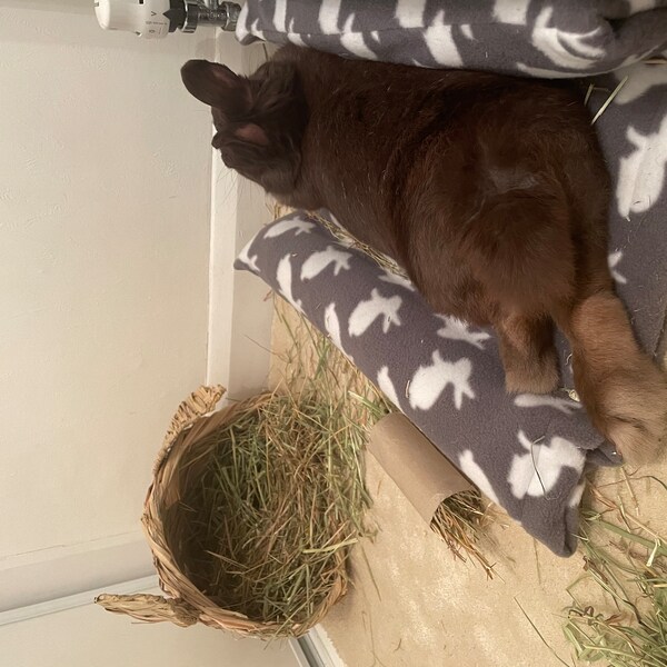 Snuggle Buffer Bed With Heat Pad Insert Bunny Rabbit Padded Blanket Pet ...