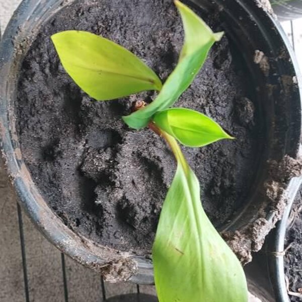 Bordelon Banana Plant (musa) – Rare Red-purple Ornamental Banana Tree ...
