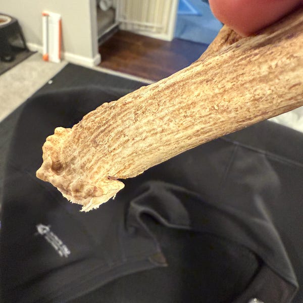 BEAUTIFUL Whitetail Deer Metalized European Mount. Gorgeous 9pt Buck ...