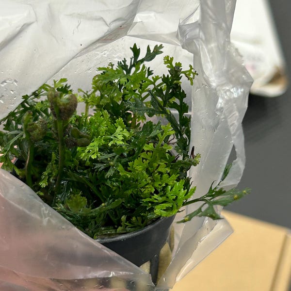 Rotala H'ra Easy Live Aquatic Stem Plant for Planted Aquarium ...