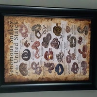 Mammals of Minnesota Poster Print / Minnesota Mammals Field Guide ...