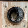 Large Squirrel Box, Spruce, Squirrel Box, Squirrel Nesting Box ...