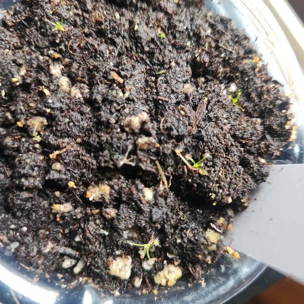 Pinguicula X "pirouette" Butterwort Hybrid - Rare Live Carnivorous ...