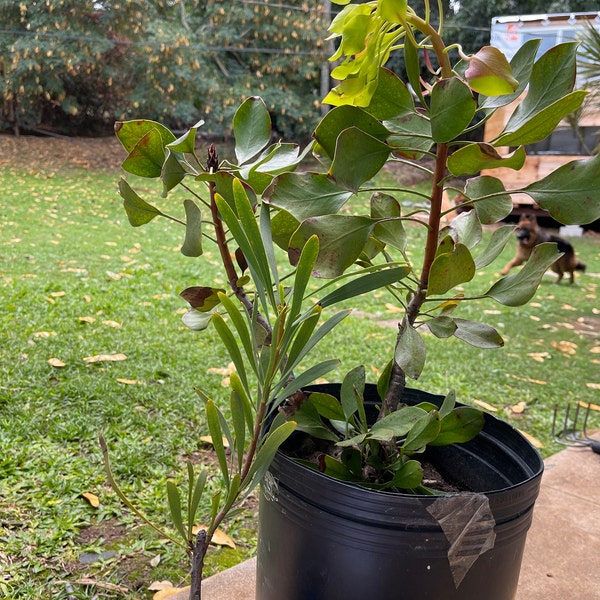 ONE Leucospermum Tango Pincushion 5gal Potted Plant Protea South Africa ...