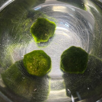 Self-cleaning Betta Fish Aquarium With Heater River Stones Food Free US ...