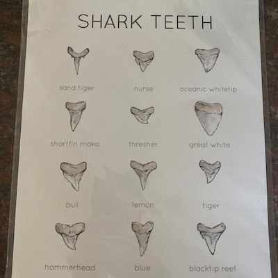 Shark Teeth Poster/art Print - Etsy