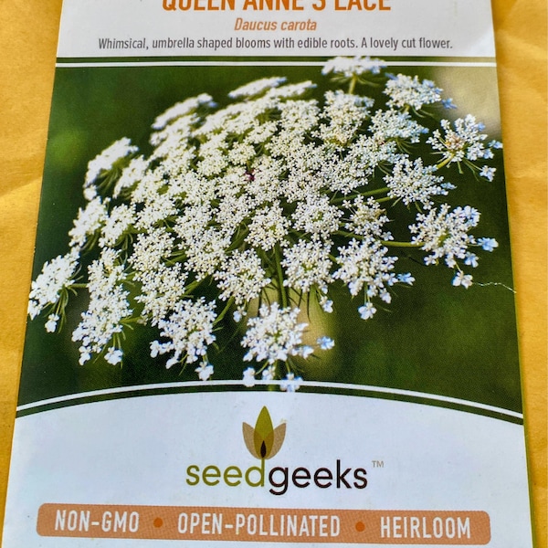 Queen Anne's Lace Seeds – Heirloom Wild Carrot, Pollinator Friendly - Etsy
