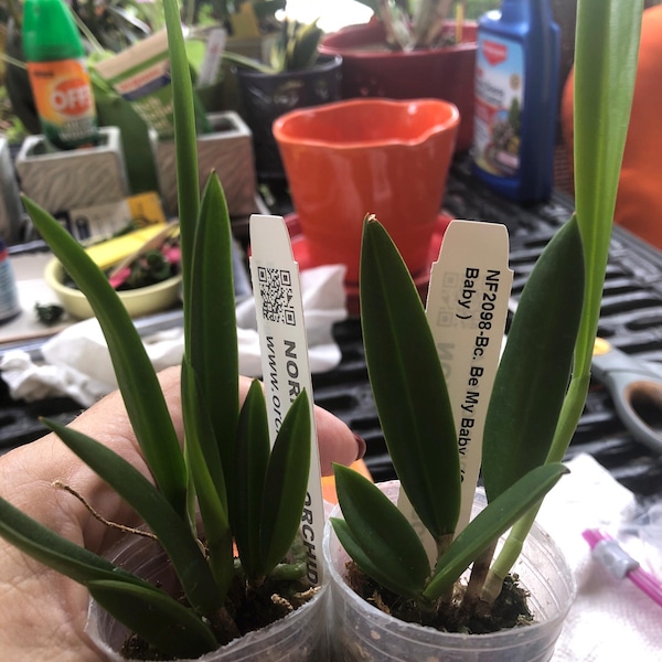 Bc. Be My Baby , Multi-floral , Micro- Mini Cattleya. Blooming Size in ...