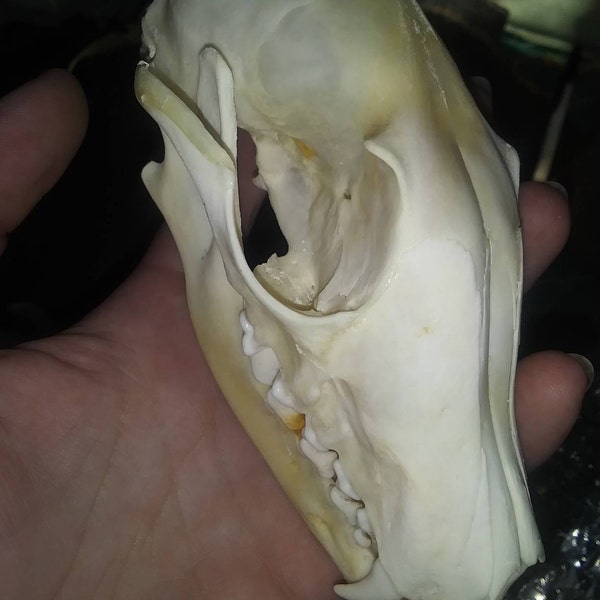 Exquisite Real Fox Skull Bone Specimen After Cleaned and Bleached. - Etsy