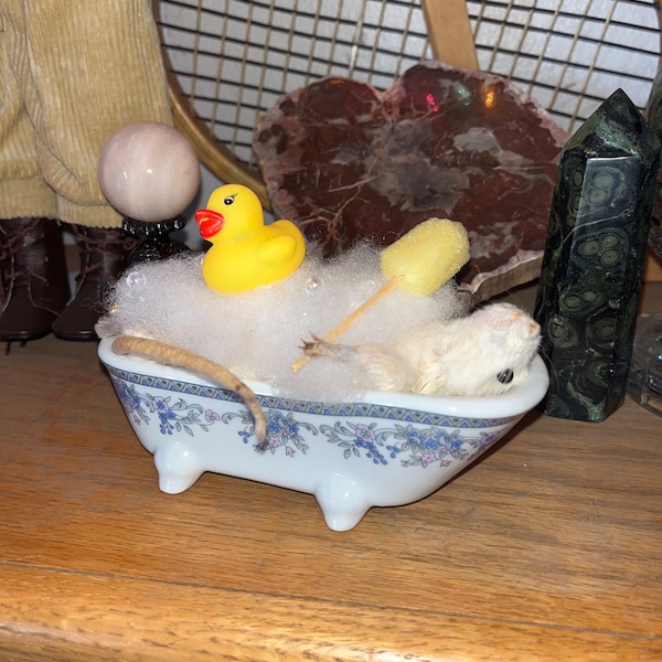Taxidermy Mouse in Bathtub, Unique, Cute, Novelty, Oddities, Curiosity ...